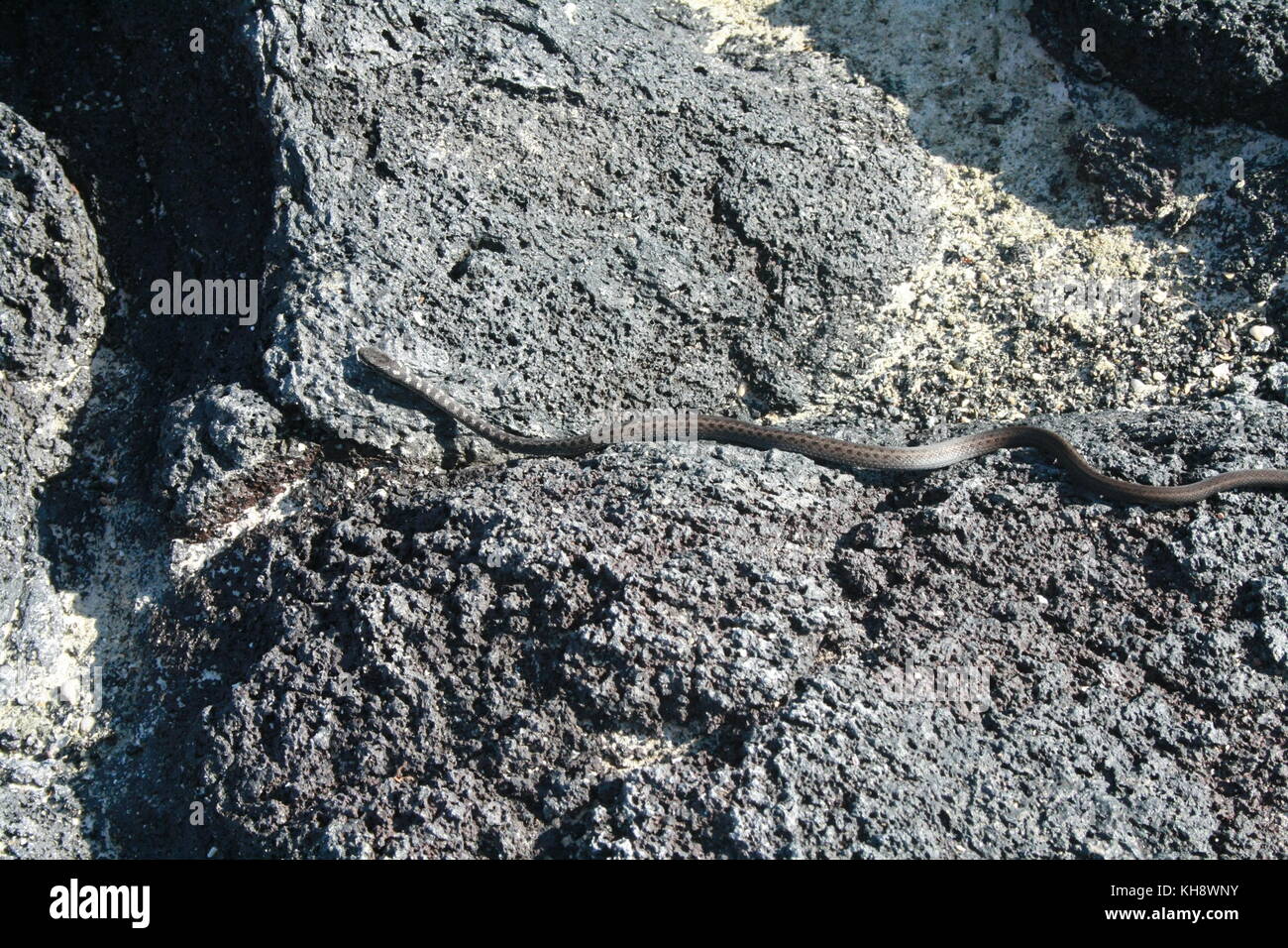 Galapagos snake hi-res stock photography and images - Alamy