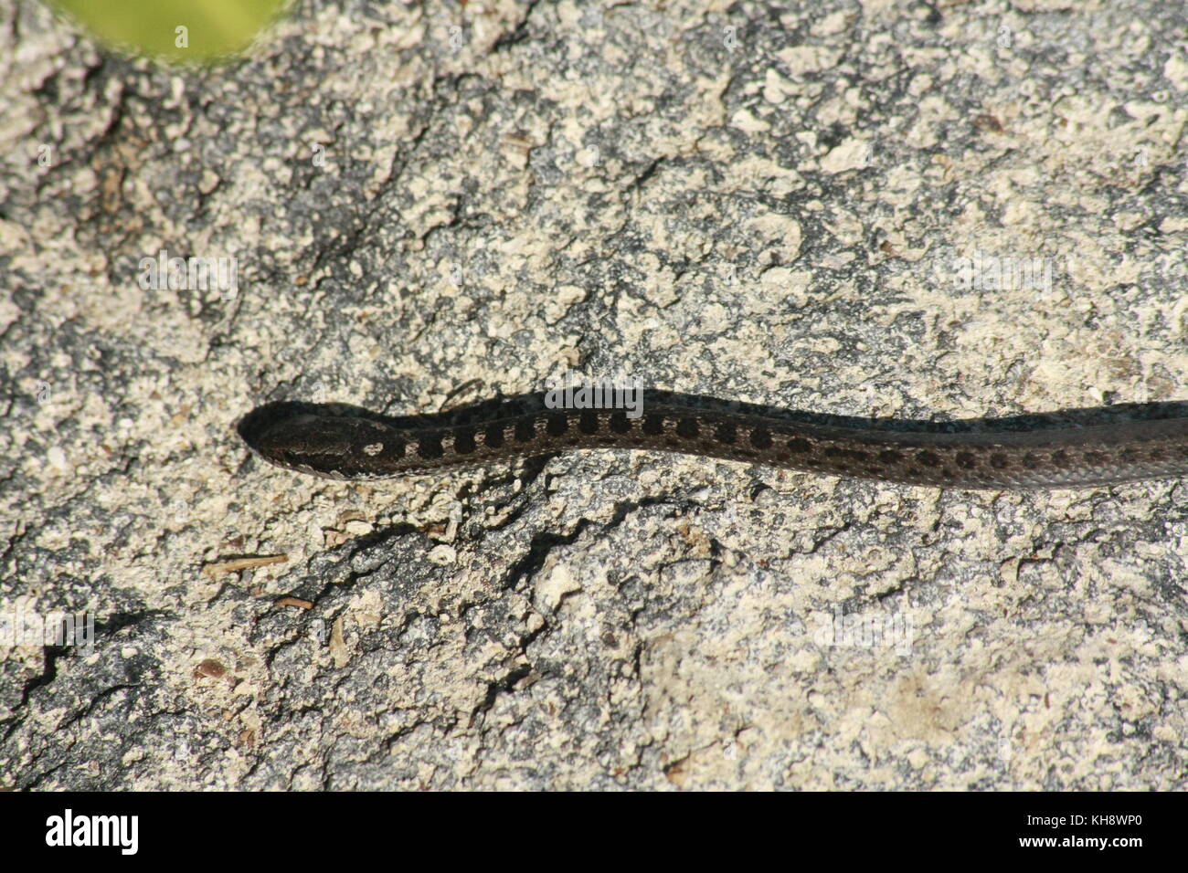 Galapagos snake hi-res stock photography and images - Alamy