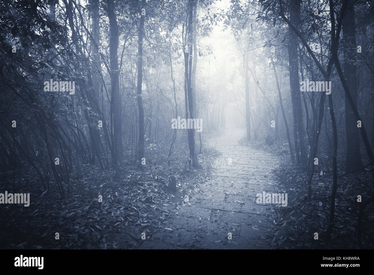 Wet stone path in Zhangjiajie Forest Park at foggy rainy day time ...