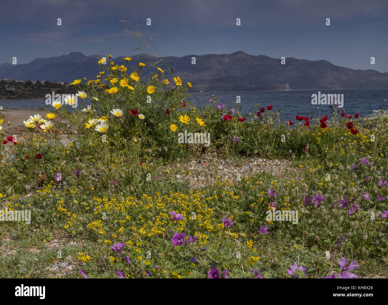 Mass of spring coastal flowers at Monemvassia, Peloponnese, Greece ...