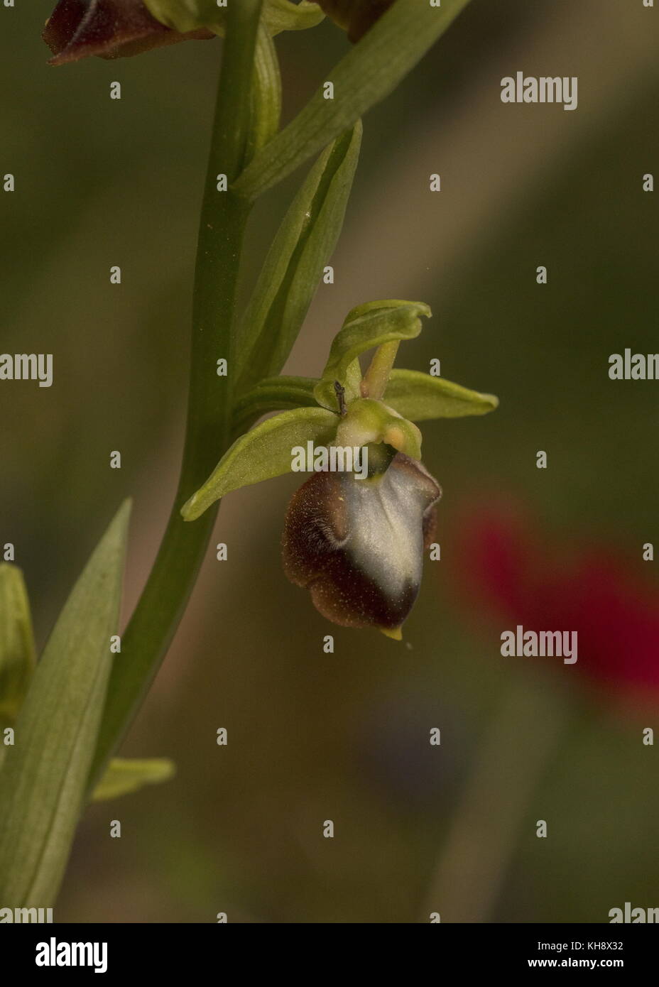 Unusual pale form of Ophrys mammosa orchid, Parori Gorge, Peloponnese ...