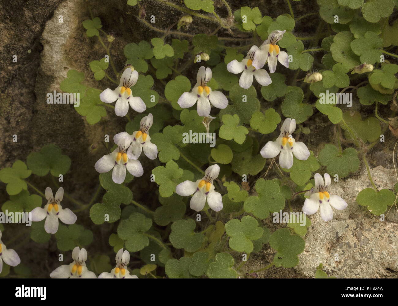 A toadflax, Cymbalaria microcalyx, in limestone gorge, Peloponnese ...