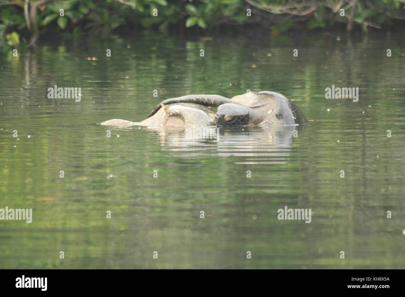 Green sea turtles mating in Galapagos Islands, Ecuador Stock Photo - Alamy