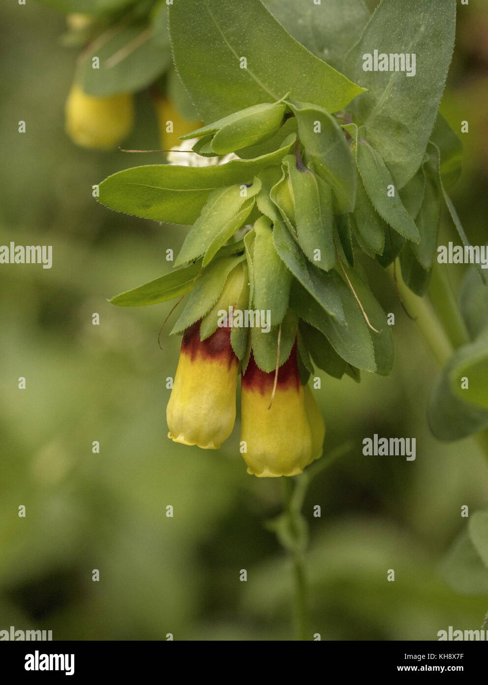 Honeywort hi-res stock photography and images - Alamy