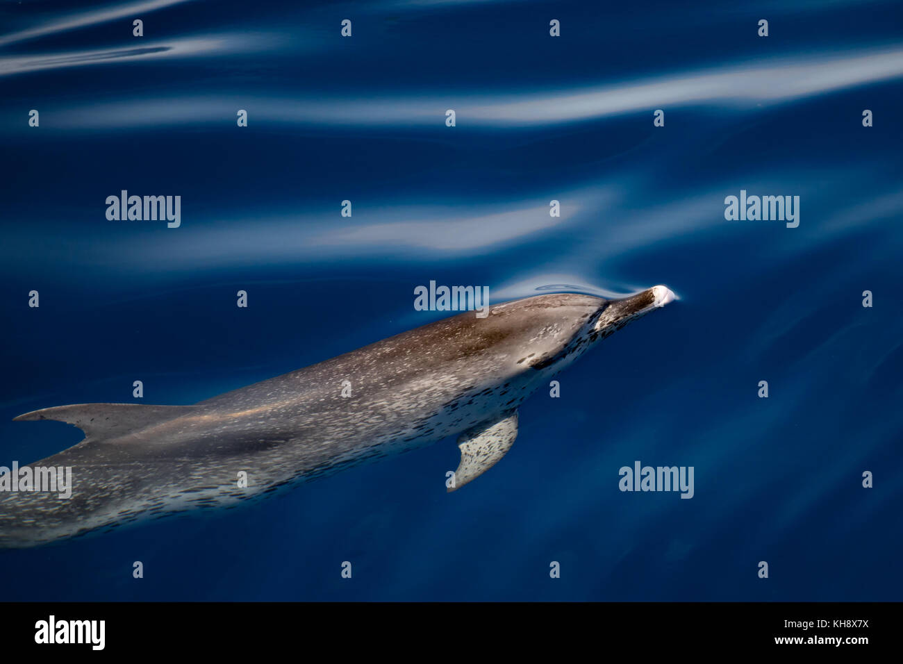 Atlantic spotted dolphins come to ride the bow of the National ...