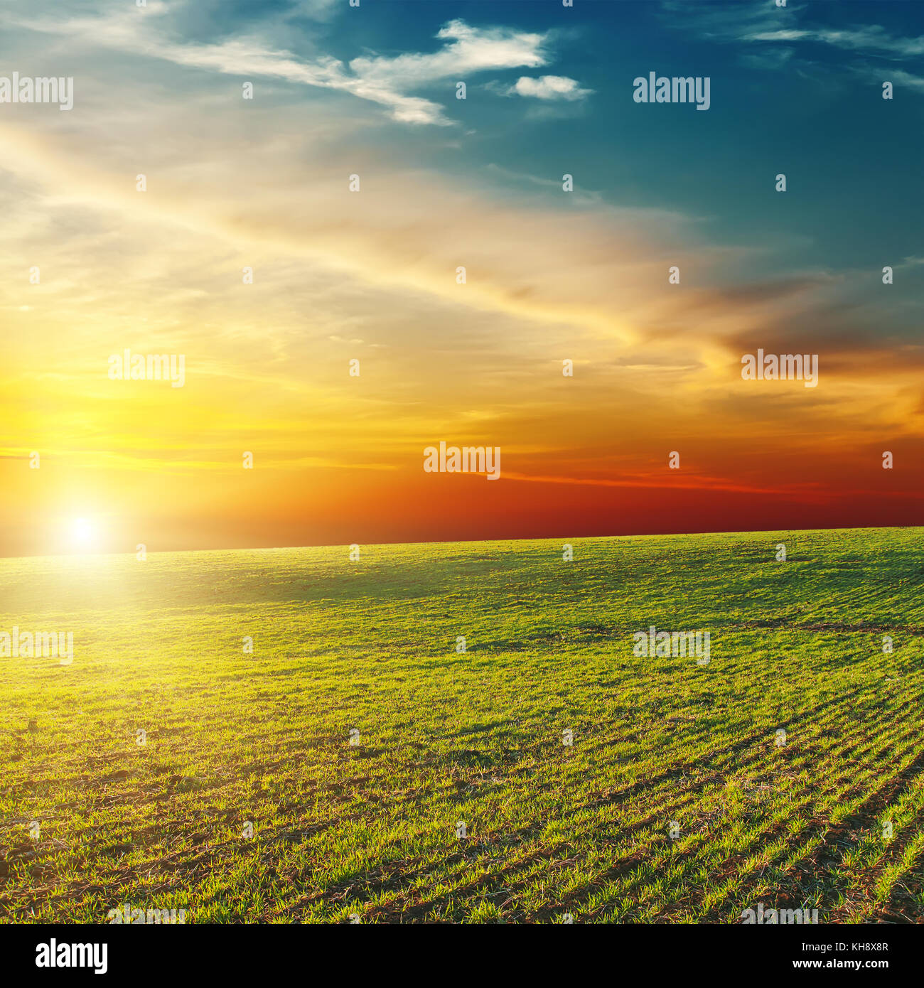 beautiful sunset over green field Stock Photo - Alamy