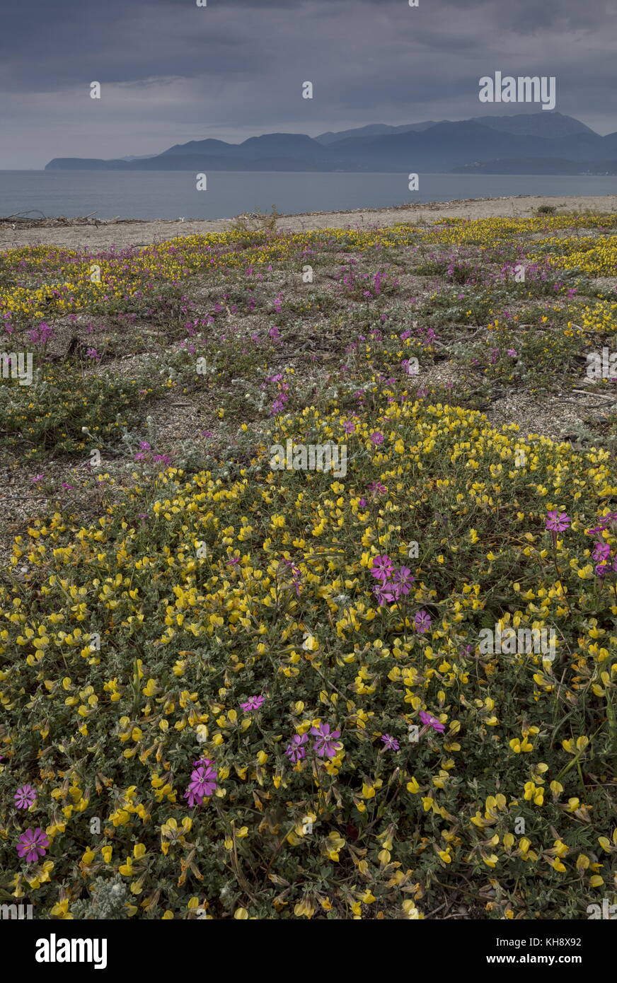 Flowers pink wildflowers greece hi-res stock photography and images - Alamy