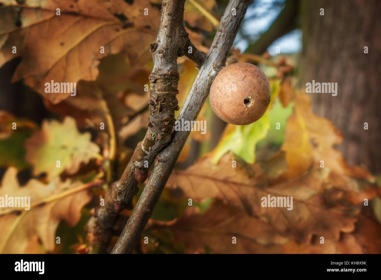 Wasp Nest In Tree High Resolution Stock Photography and Images - Alamy