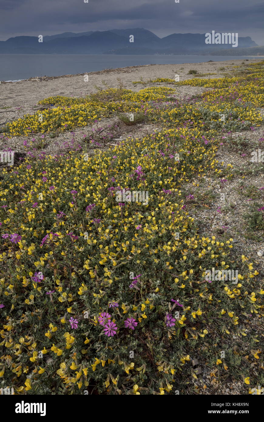 Flowers pink wildflowers greece hi-res stock photography and images - Alamy