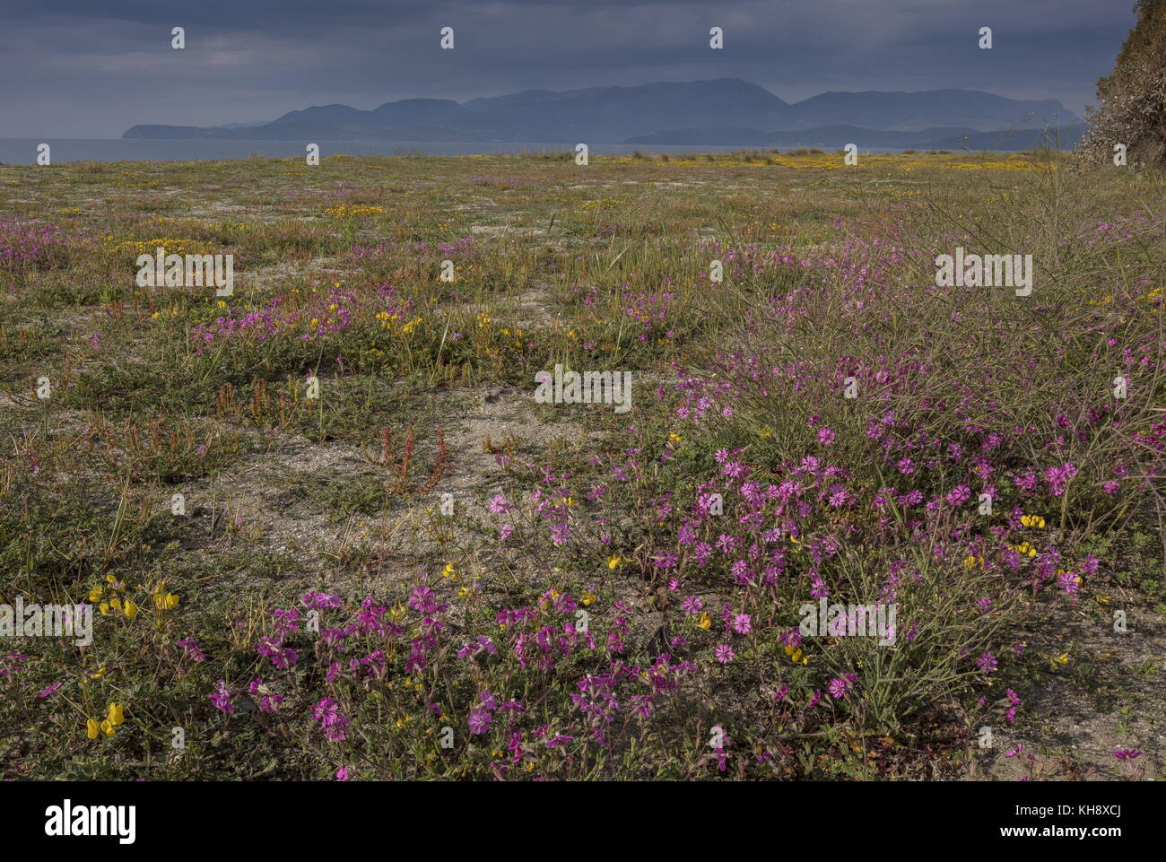 Flowers pink wildflowers greece hi-res stock photography and images - Alamy