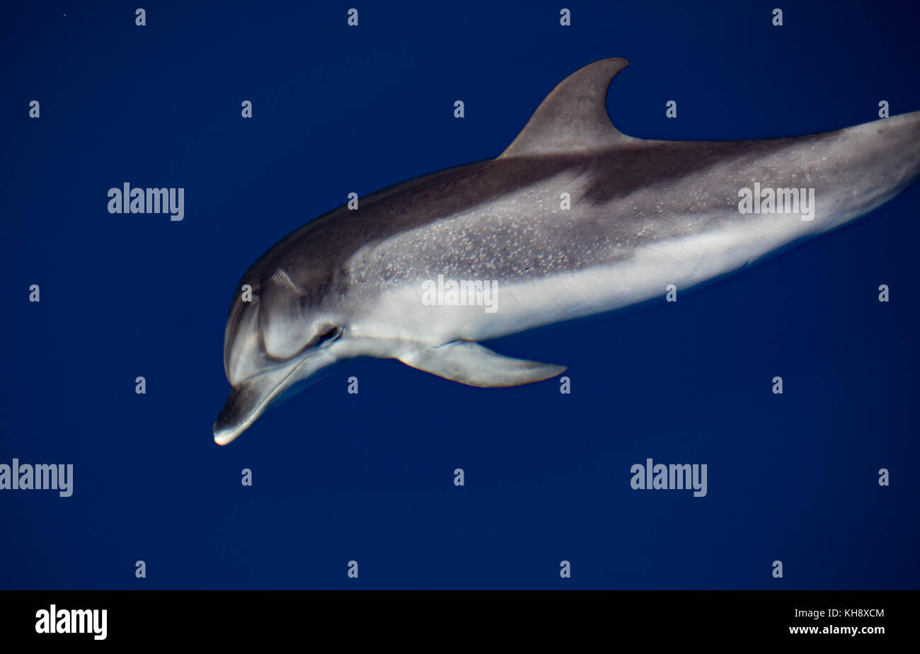 Atlantic spotted dolphins come to ride the bow of the National ...