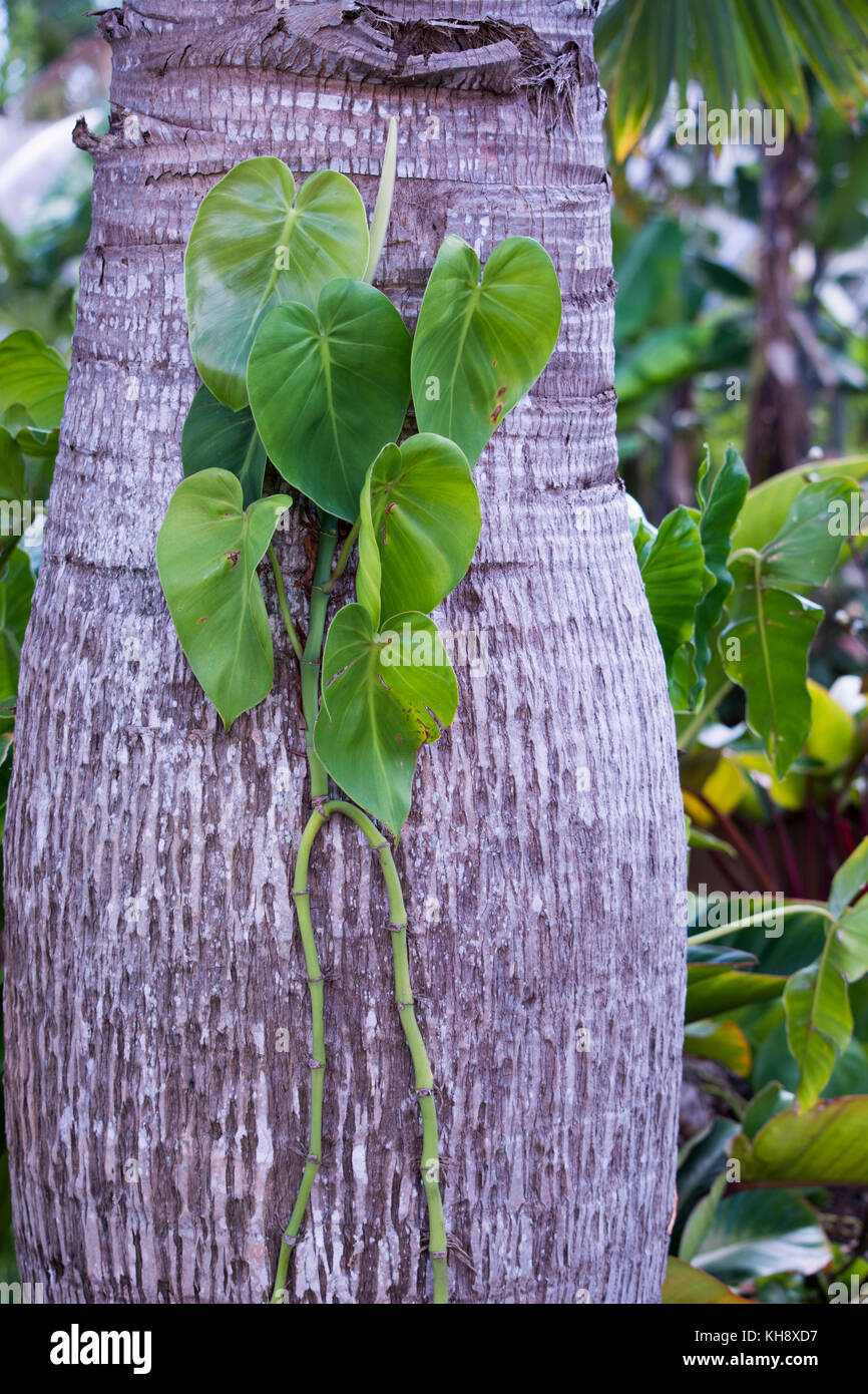 Best botanical collection hi-res stock photography and images - Alamy