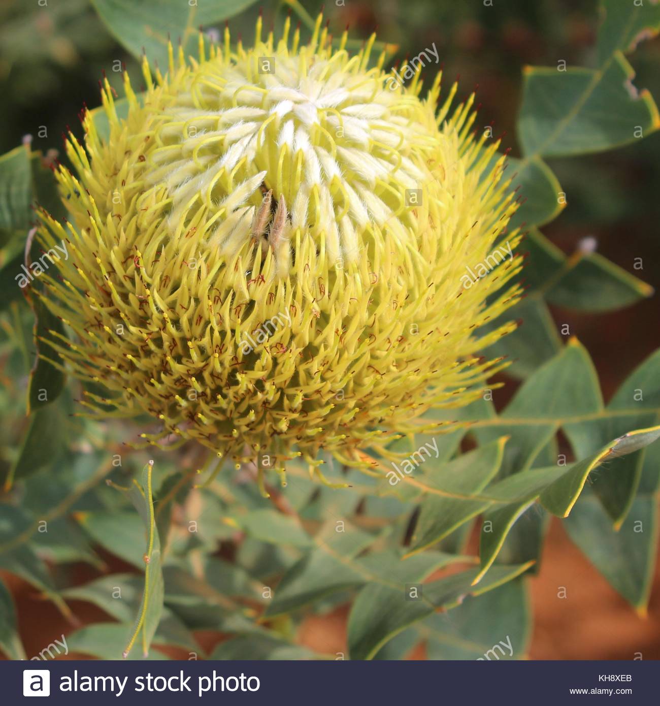 Dryandra Stock Photos & Dryandra Stock Images - Alamy