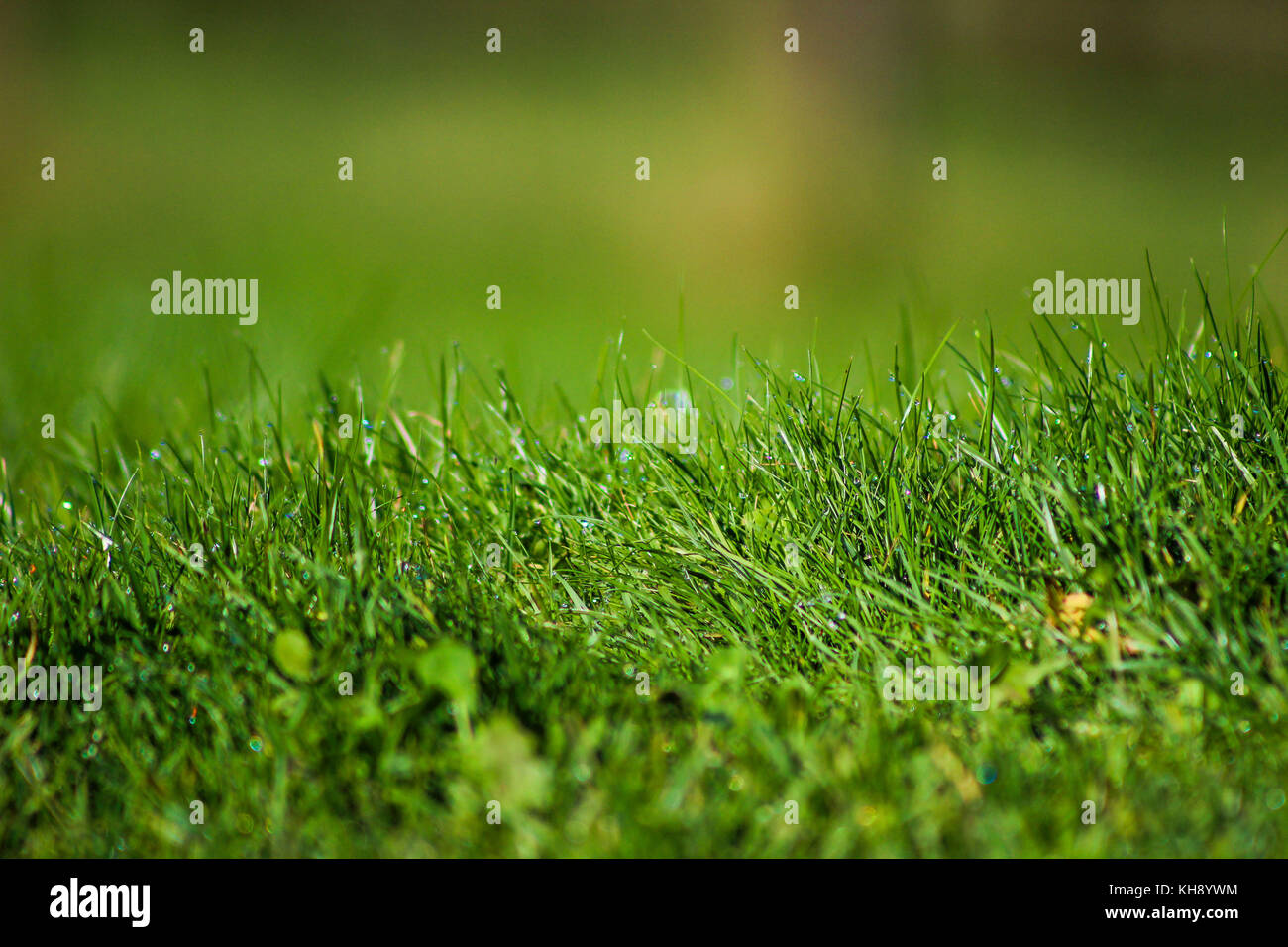 grass on the Edge of a slope Stock Photo - Alamy