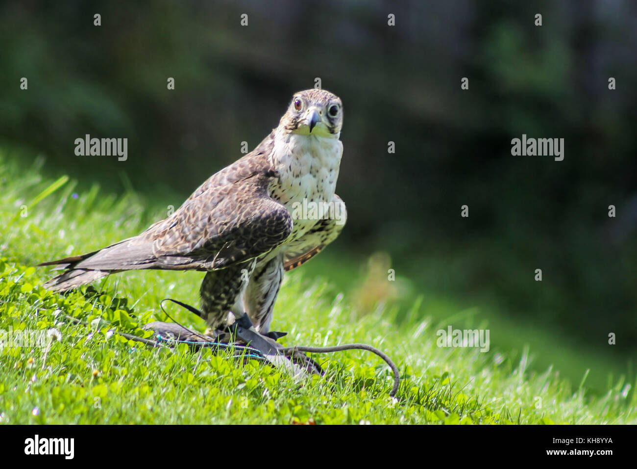 falcon - Falco, falconry, Vorarlberg, Austria Stock Photo - Alamy