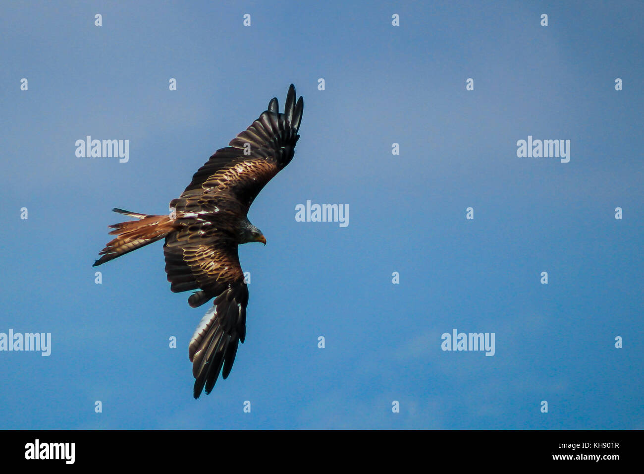 red kite - Milvus milvus, falconry, Vorarlberg, Austria Stock Photo - Alamy