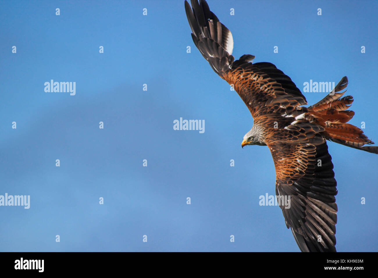 red kite - Milvus milvus, falconry, Vorarlberg, Austria Stock Photo - Alamy