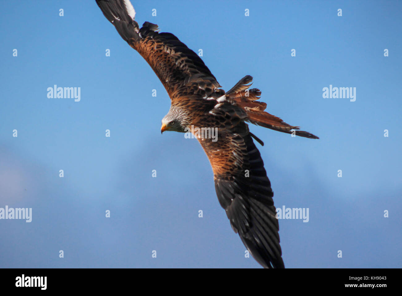 red kite - Milvus milvus, falconry, Vorarlberg, Austria Stock Photo - Alamy