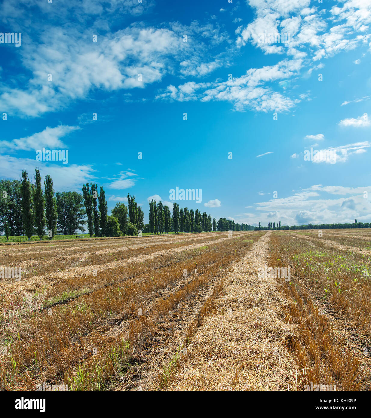 Windrows hi-res stock photography and images - Alamy
