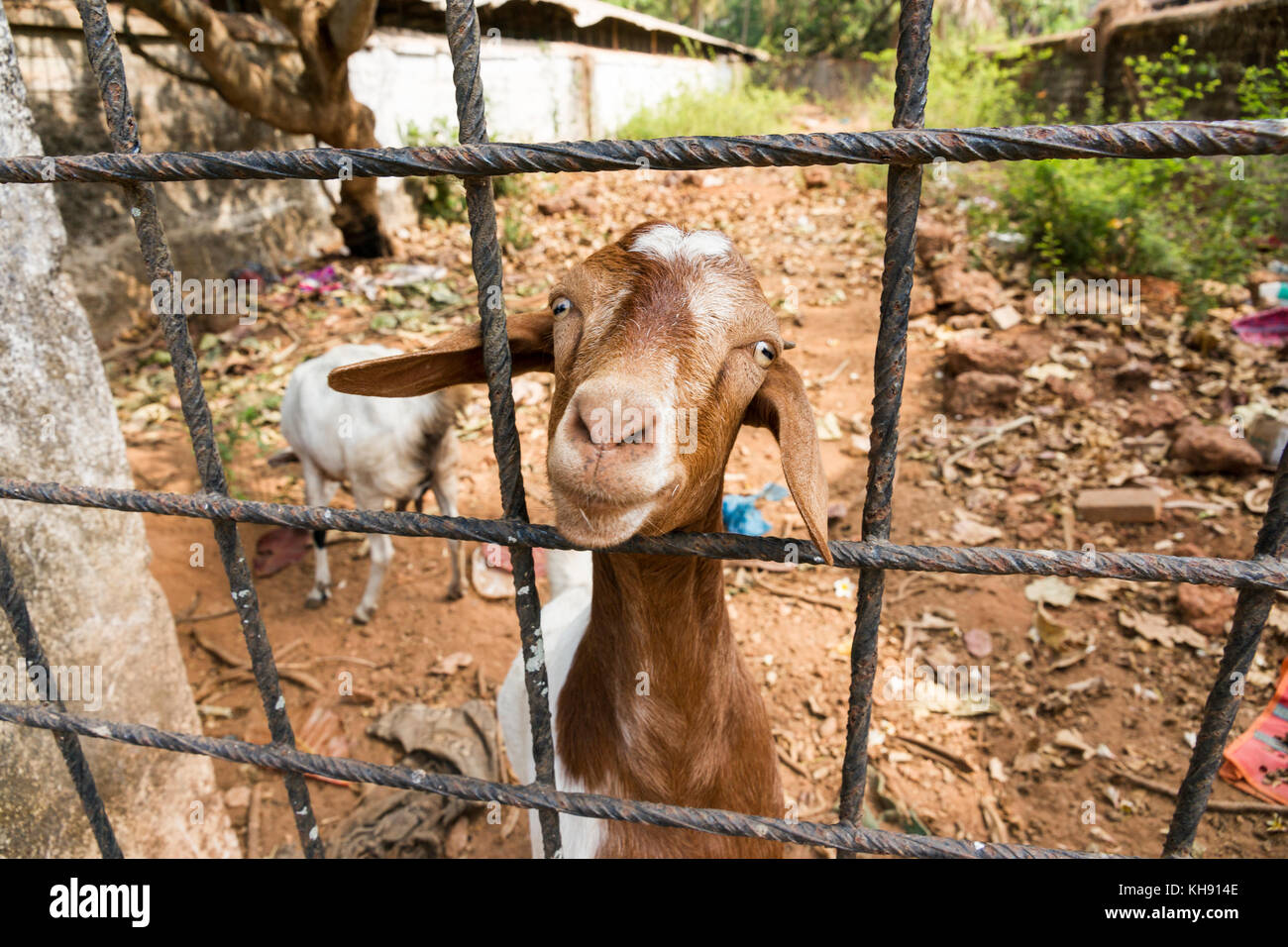 Goats in Goa Stock Photo - Alamy