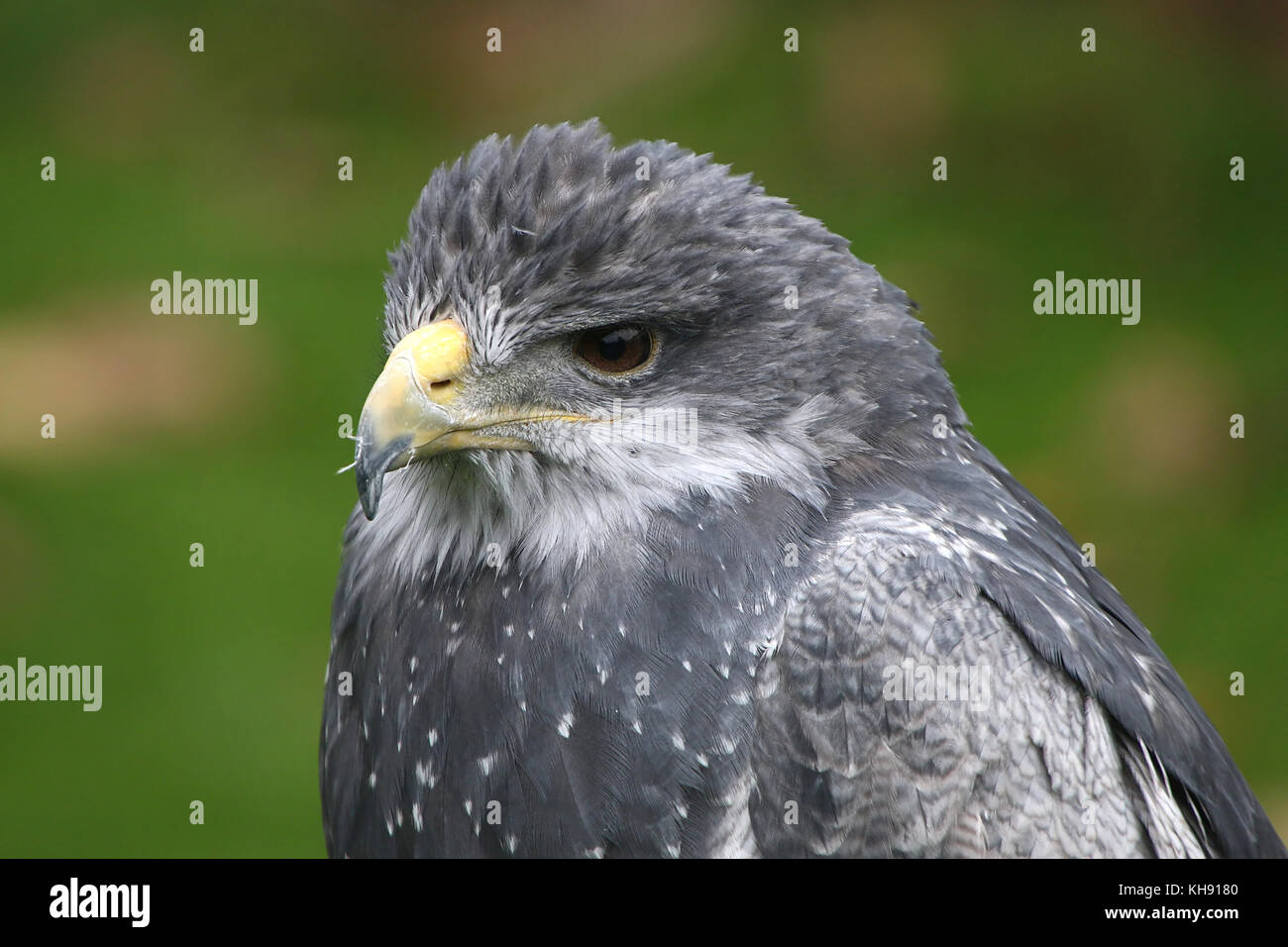 Chilean blue eagle hi-res stock photography and images - Alamy