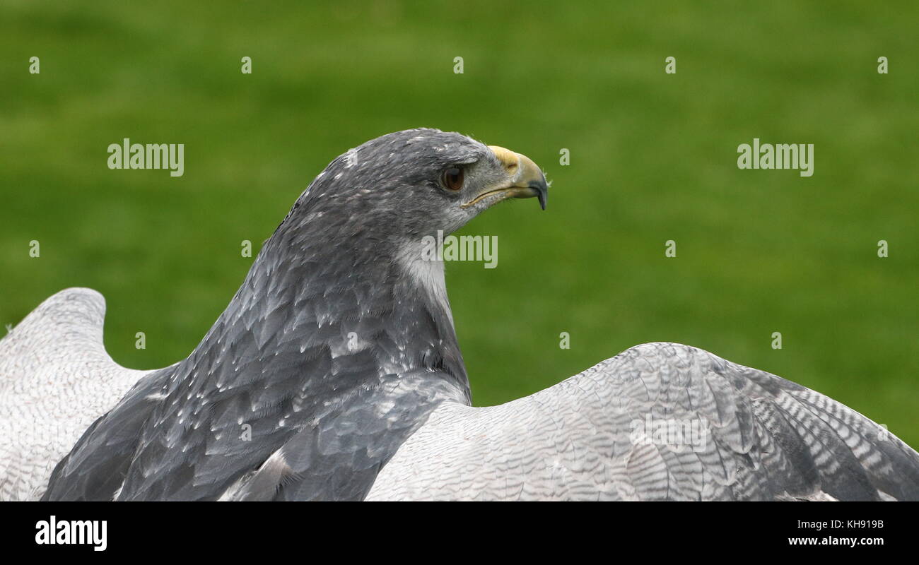 Argentina chilena hi-res stock photography and images - Alamy
