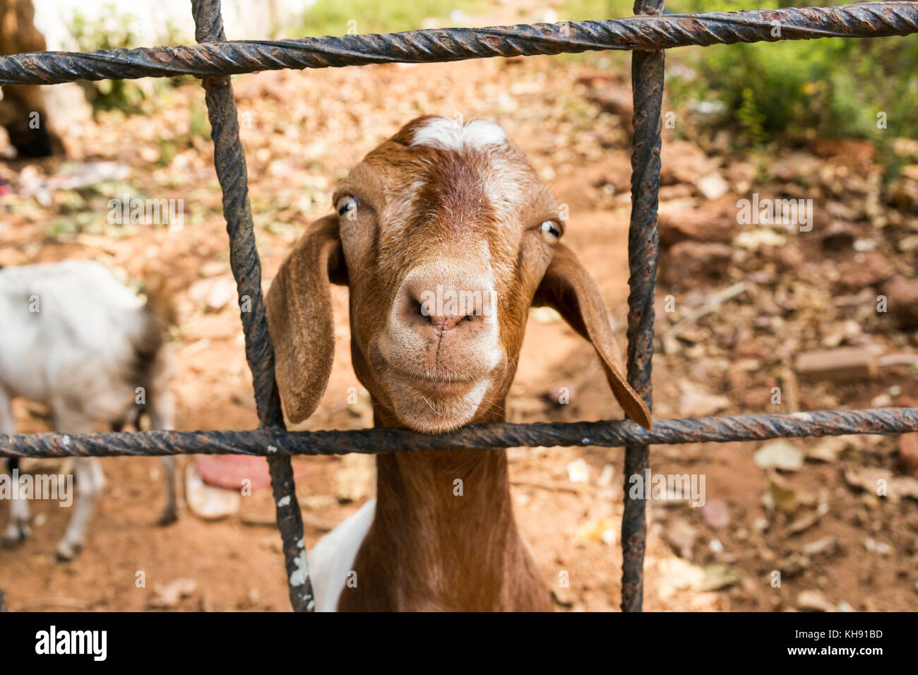 Goats in Goa Stock Photo - Alamy
