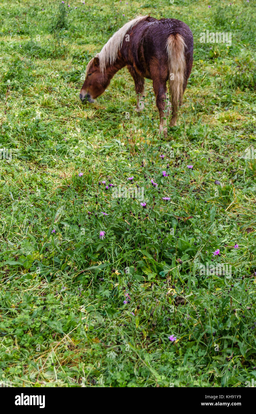 Horse in a countryside farm in Asturias, northern Spain Stock Photo - Alamy