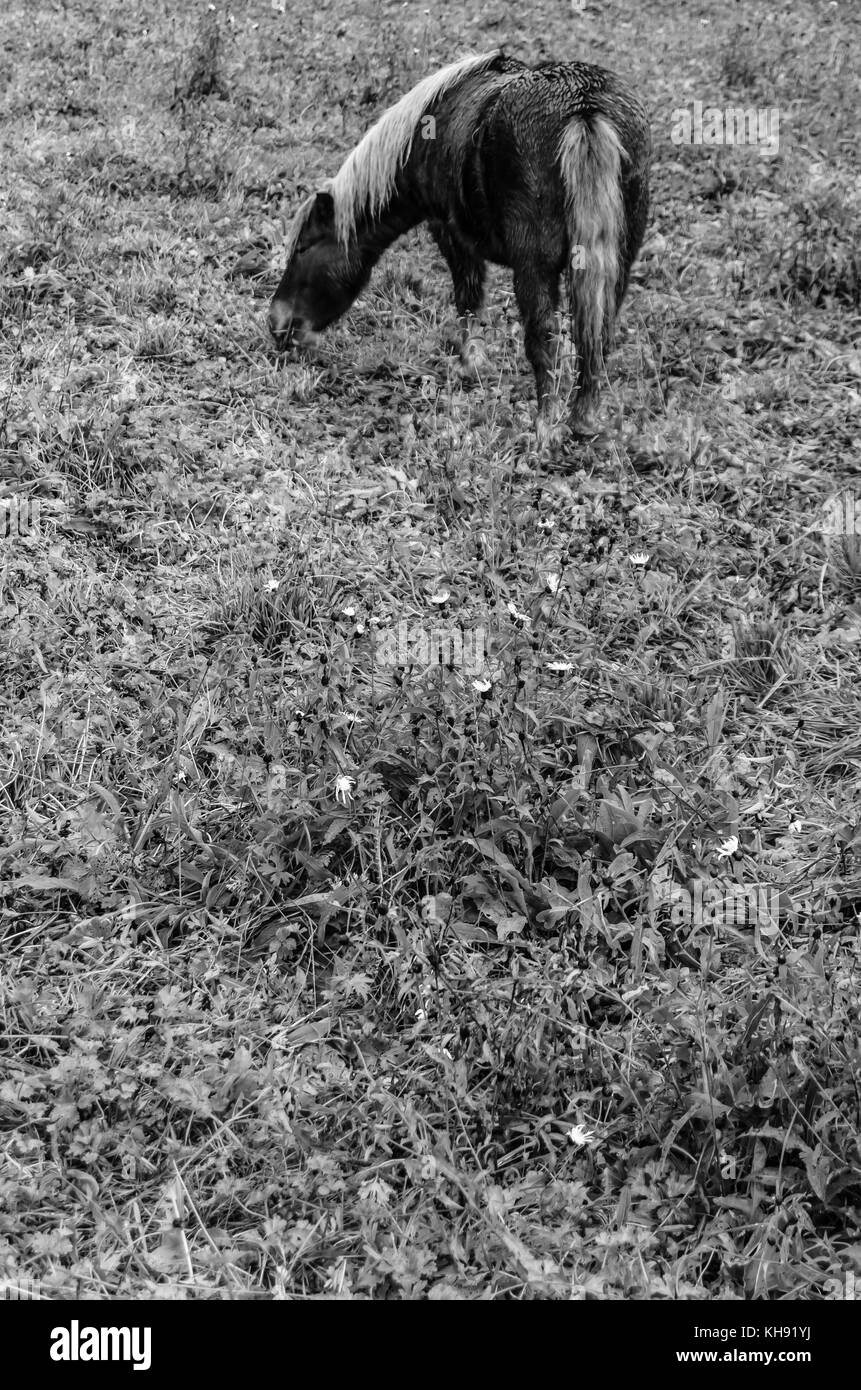 Horse in a countryside farm in Asturias, northern Spain Stock Photo - Alamy