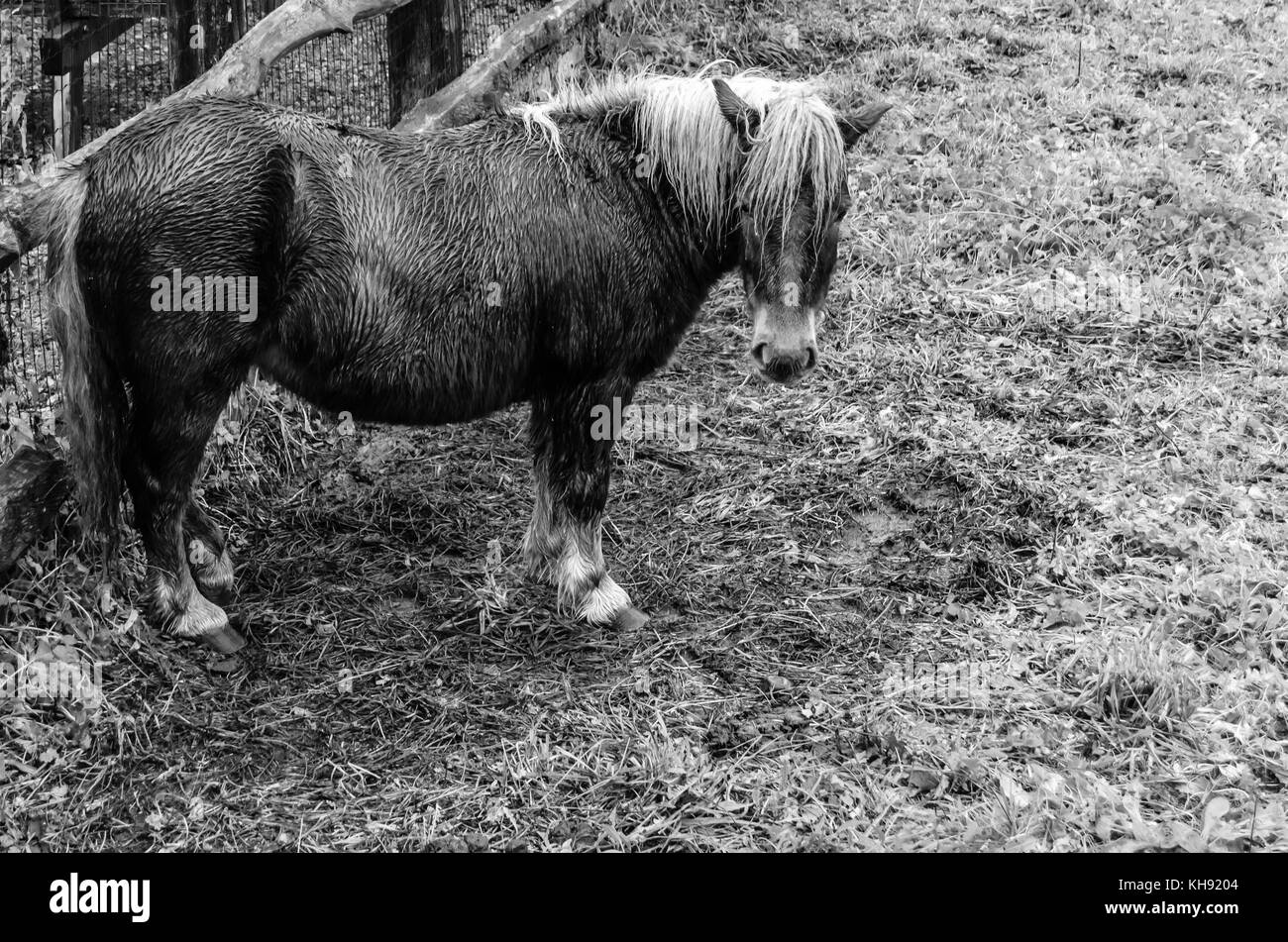 Horse in a countryside farm in Asturias, northern Spain Stock Photo - Alamy
