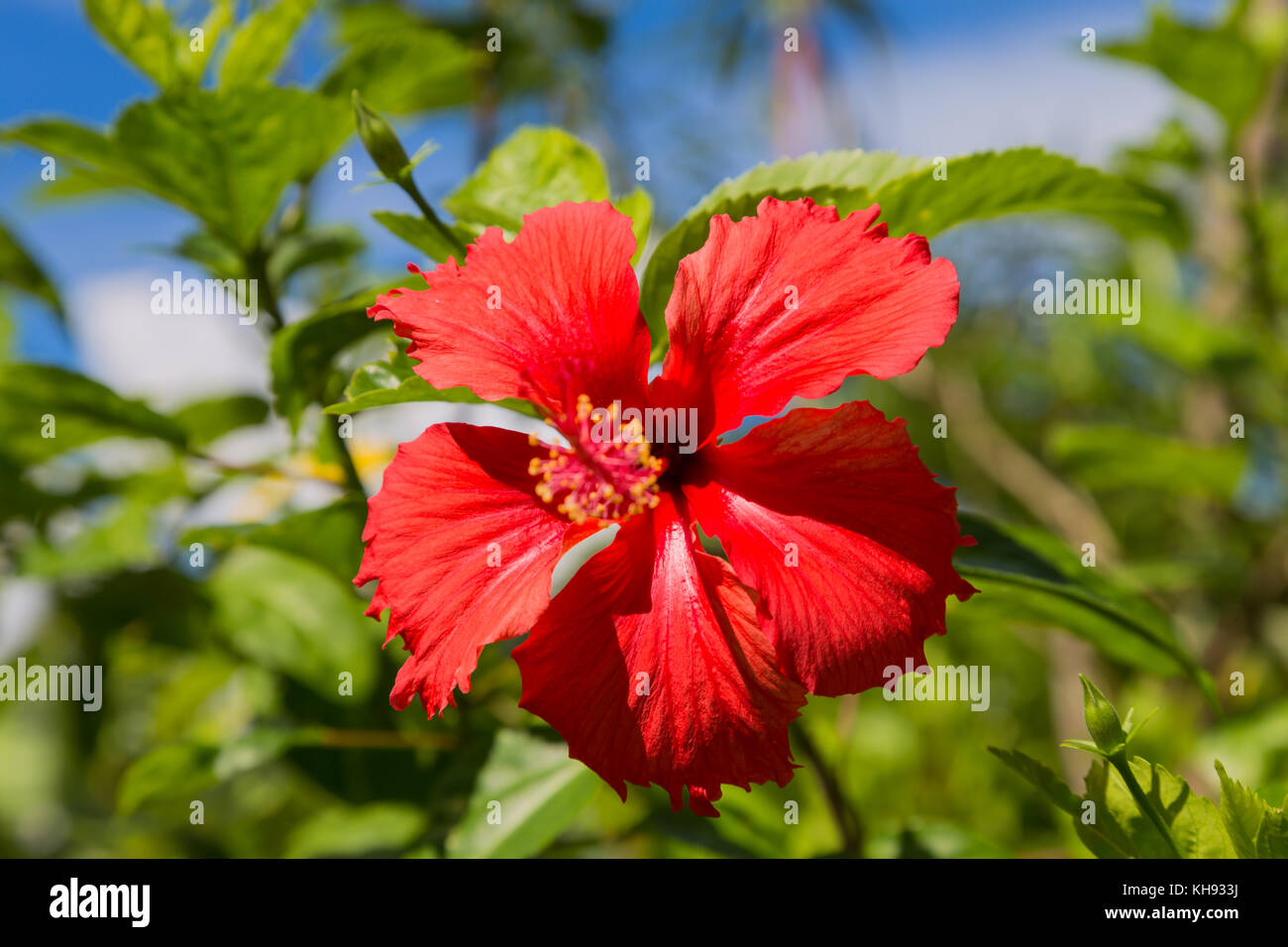 Asia, Philippines, Cebu, Mactan, Mactan Shrine, Hibiscus flower Stock ...