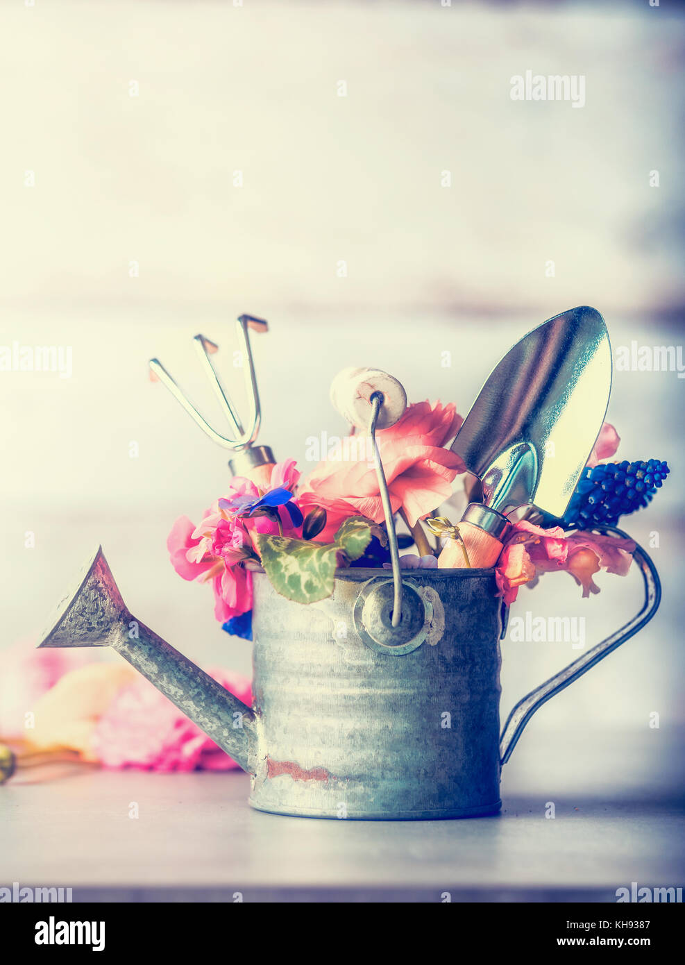 Old watering can with various colorful garden flowers and garden tools ...
