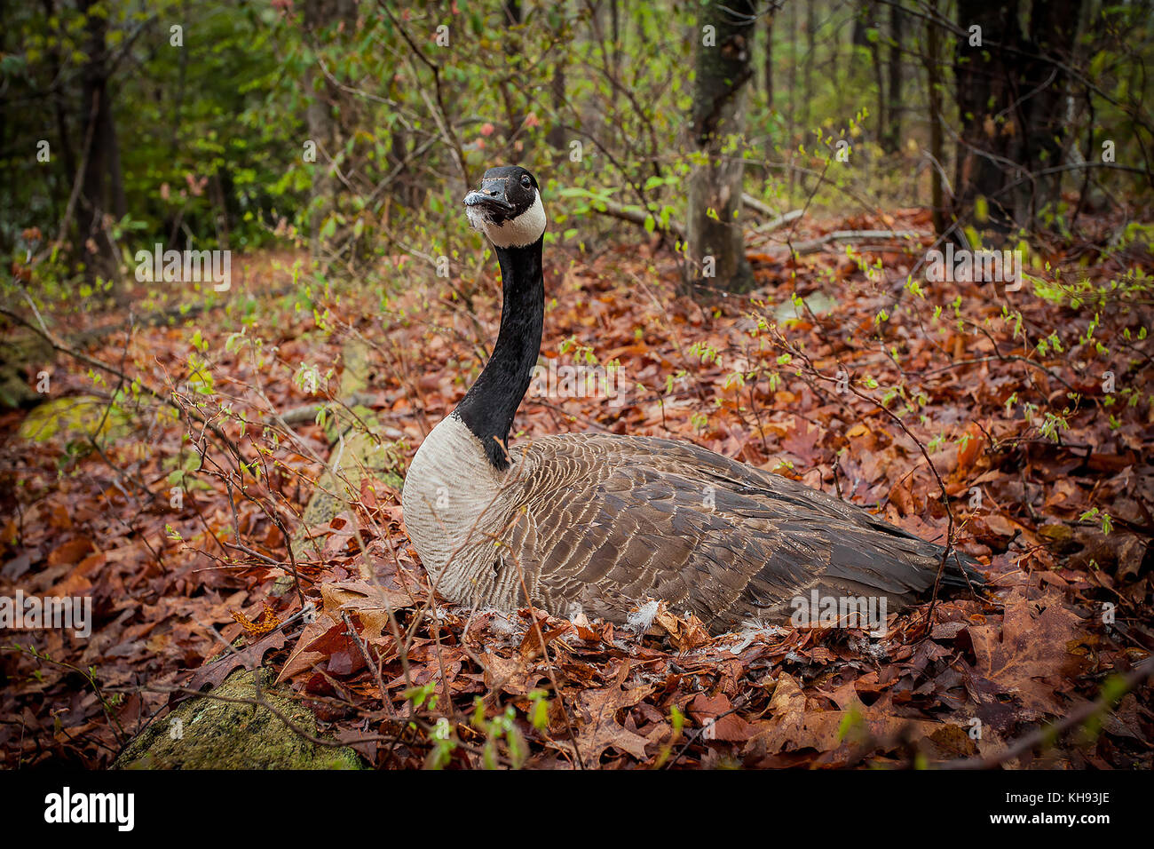 Bird laying hi-res stock photography and images - Alamy