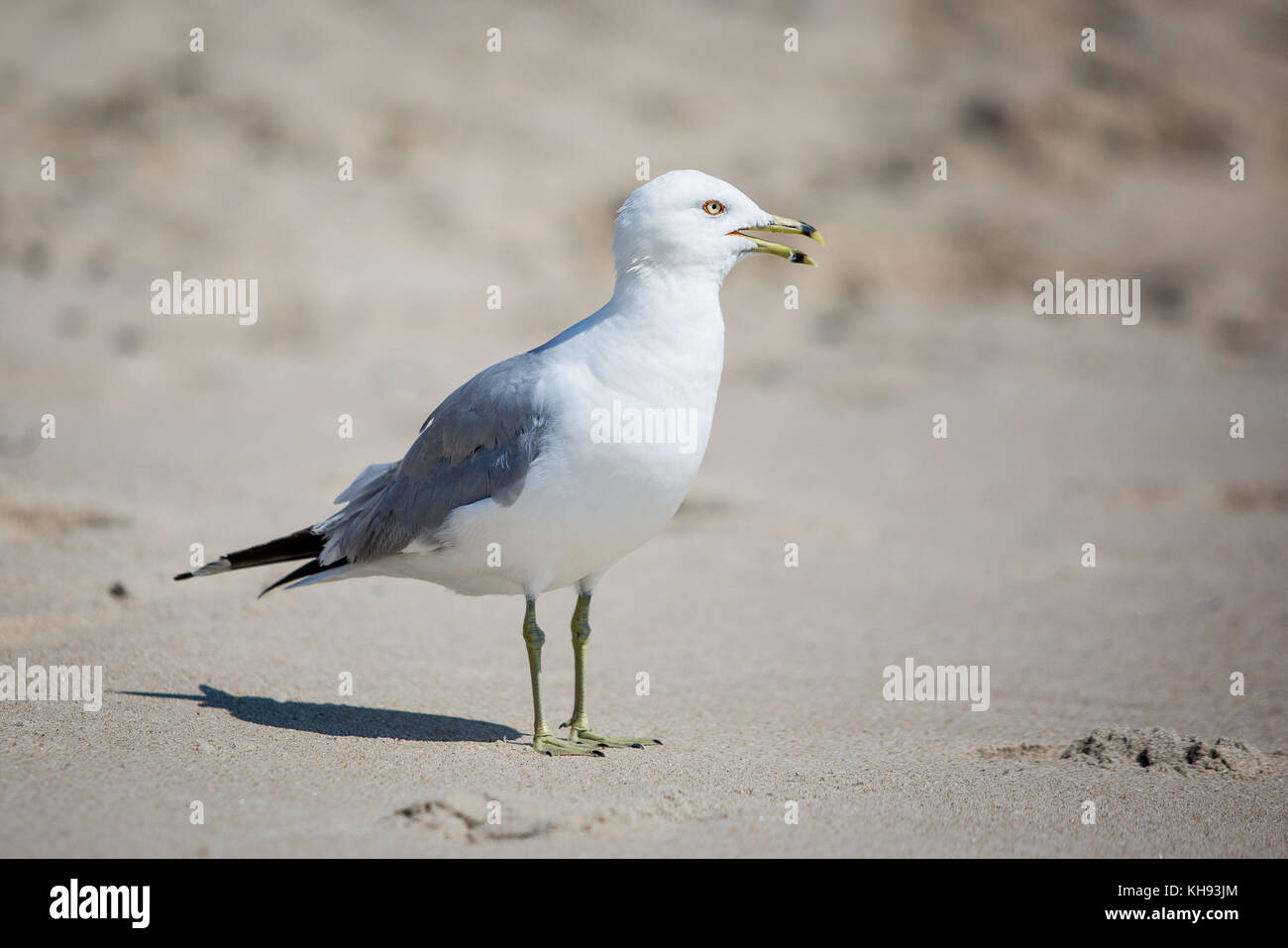seagul at the beach sand Stock Photo - Alamy