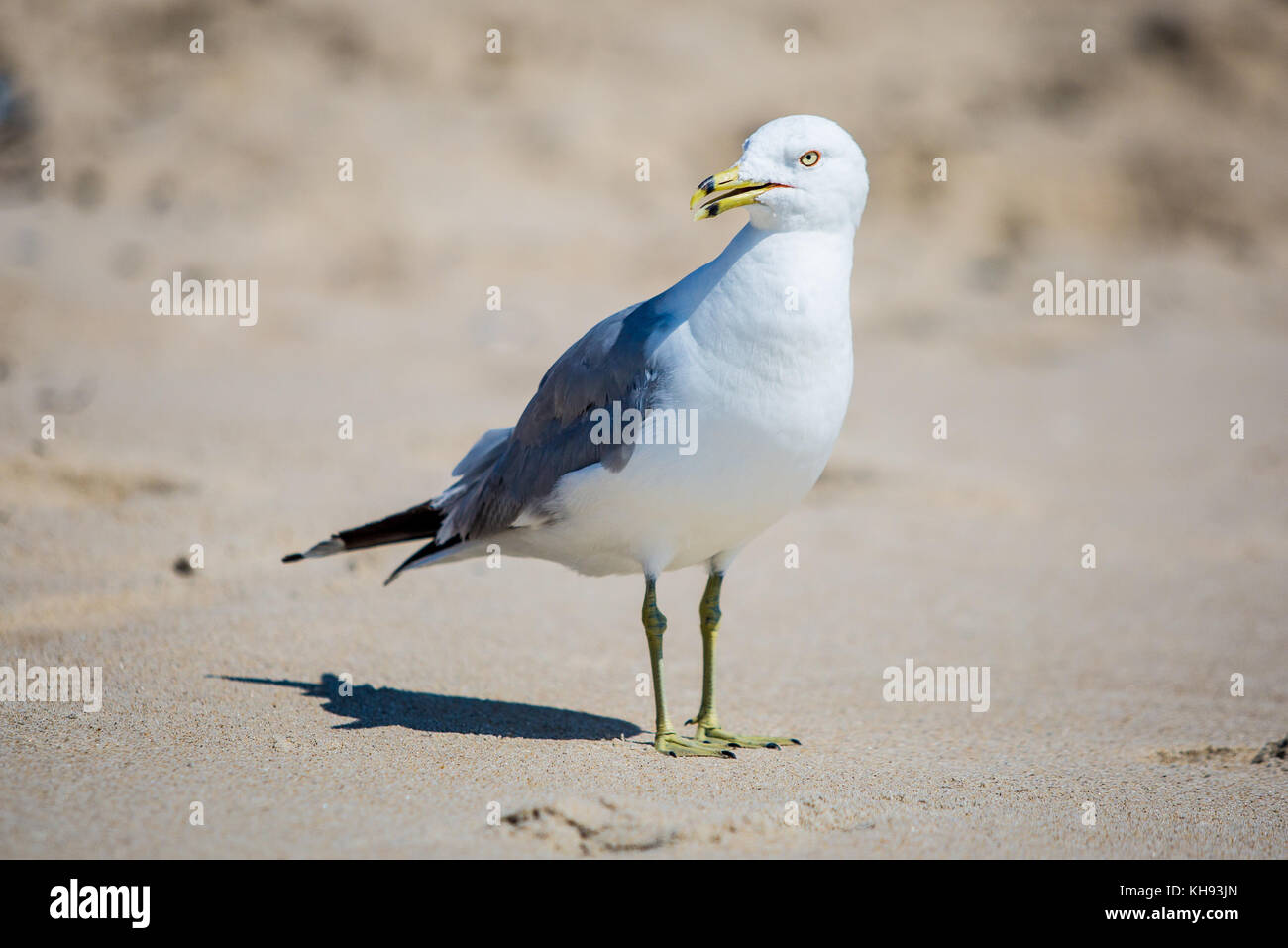 seagul at the beach sand Stock Photo - Alamy