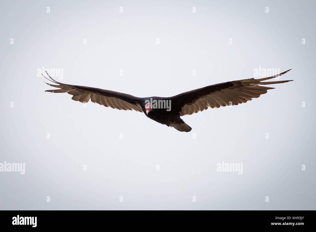 Flying raptor spreading wings white Stock Photo - Alamy