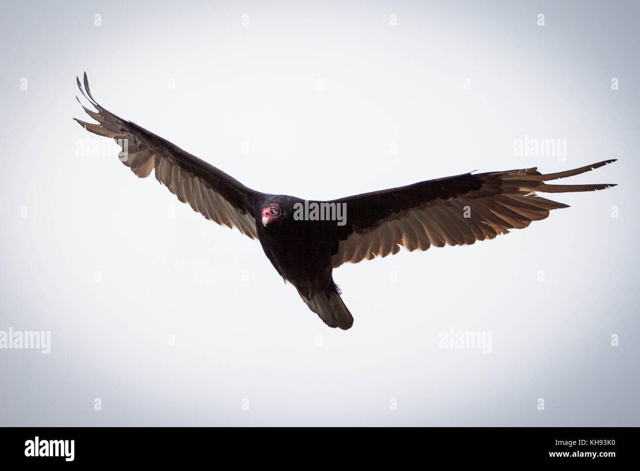 Flying raptor spreading wings white Stock Photo - Alamy