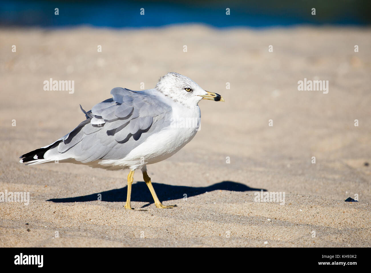 Single seagul close up at day time Stock Photo - Alamy