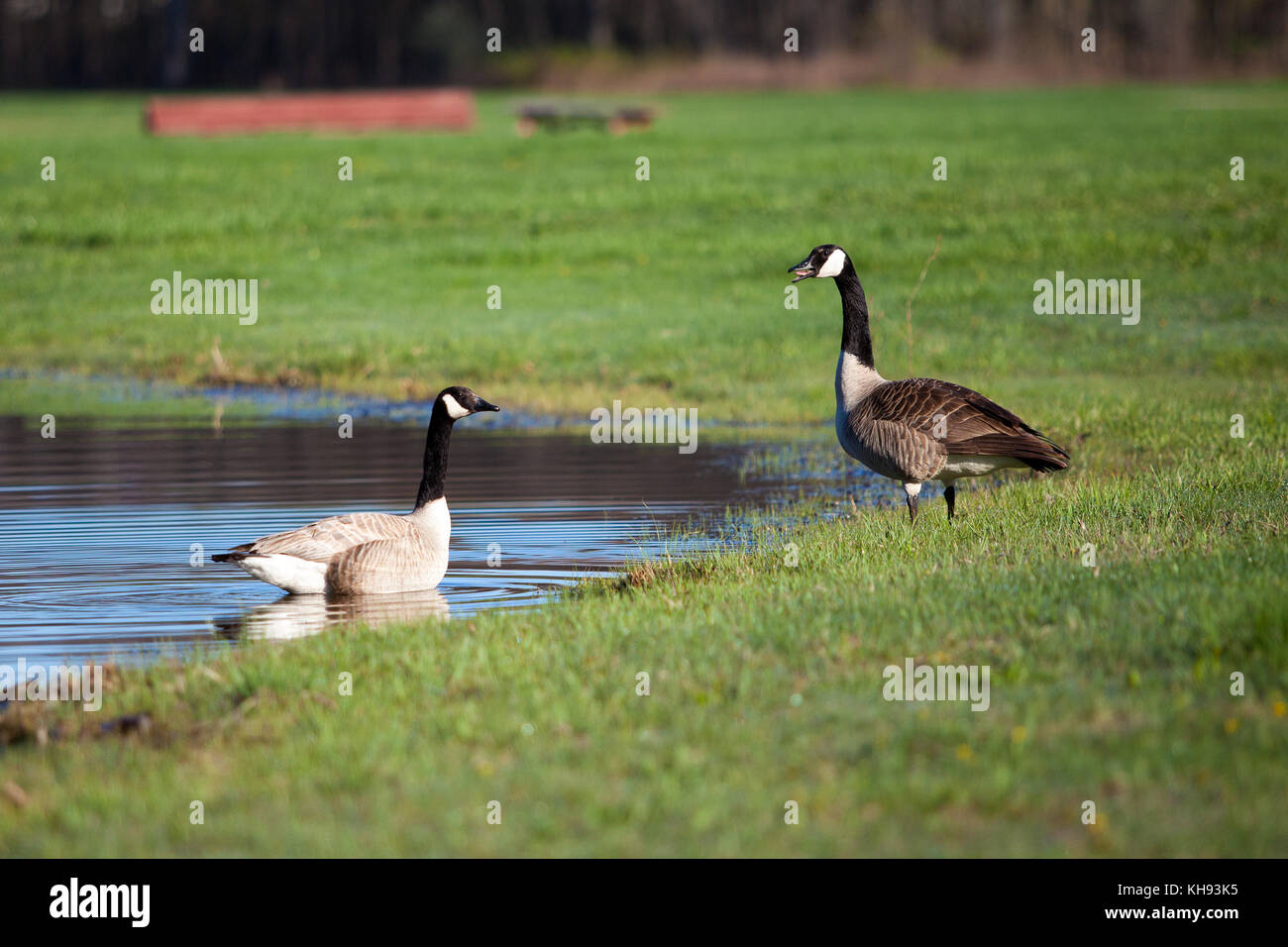 two goose on the water male and female Stock Photo - Alamy