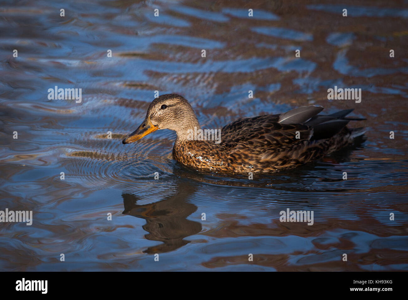 Beautiful duck in the wild Stock Photo - Alamy