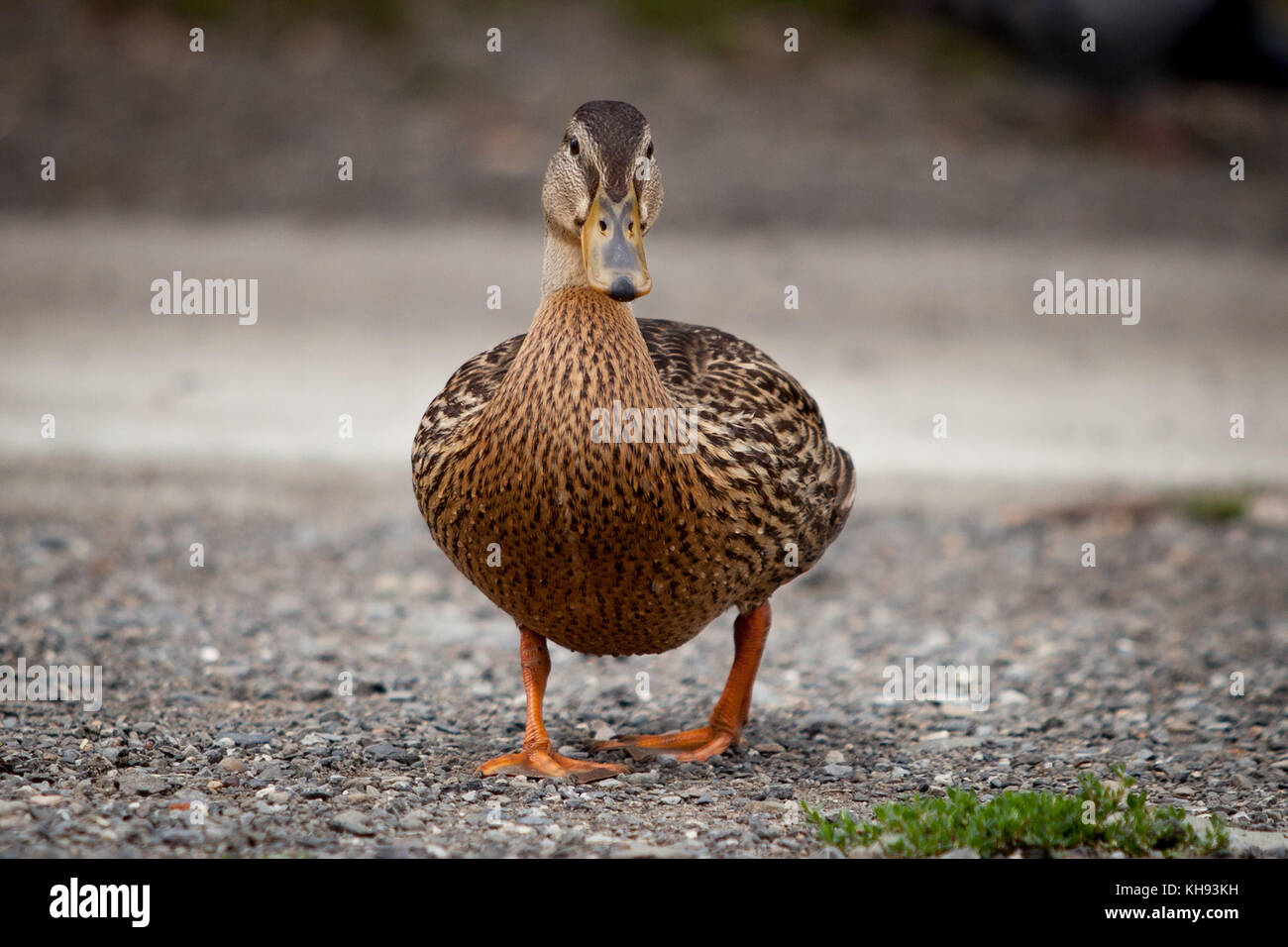 Beautiful duck hi-res stock photography and images - Alamy
