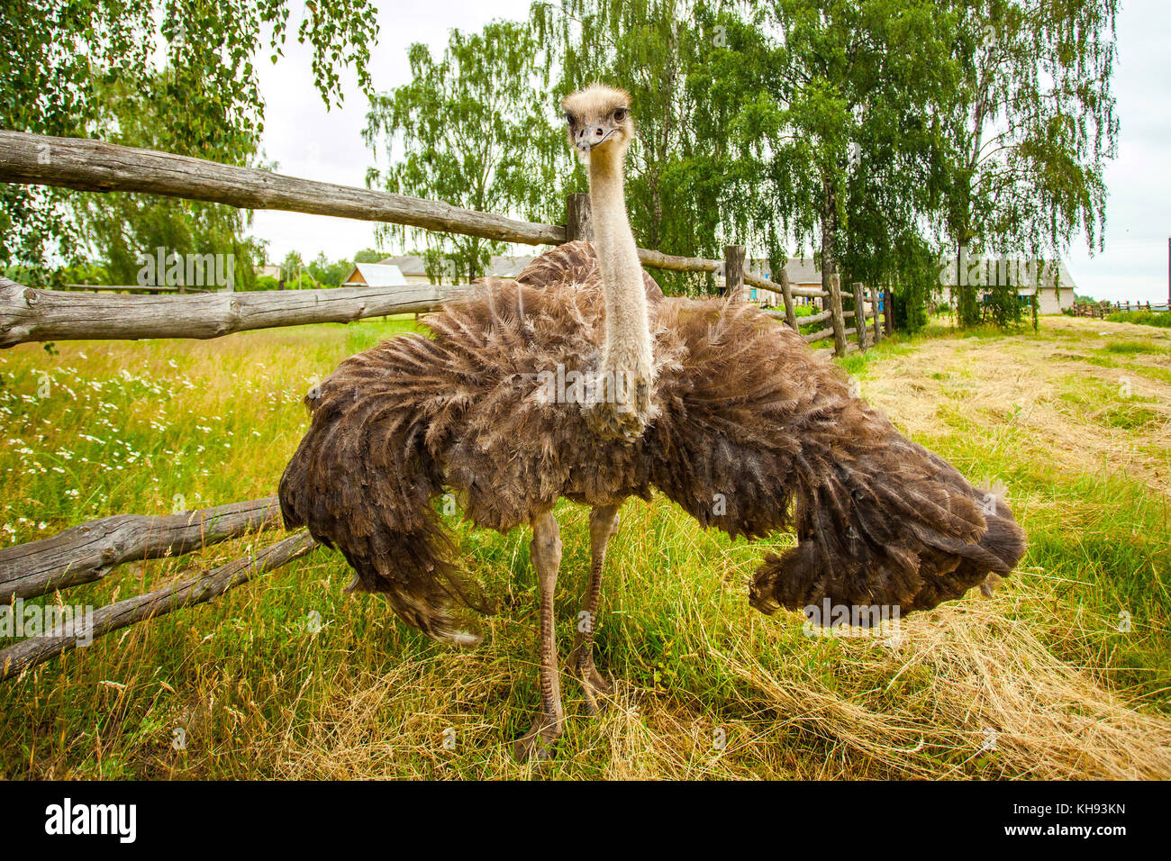 ostrich female in the wild Stock Photo - Alamy