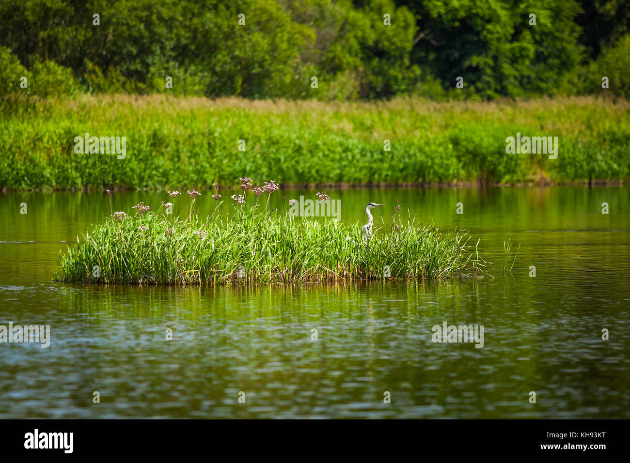 River bird in the wild Stock Photo - Alamy