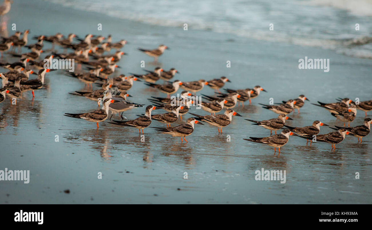 Birds at the sea in the wild Stock Photo - Alamy