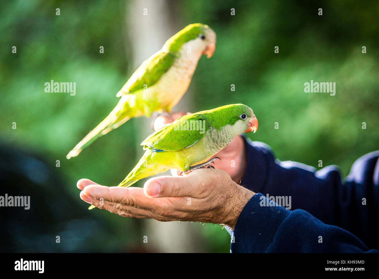 adorable parrots domestic on the hand Stock Photo - Alamy