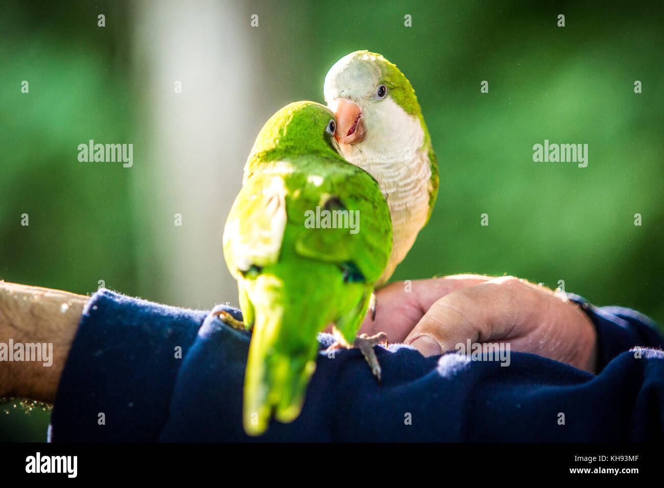 Pet parrots hand hi-res stock photography and images - Alamy
