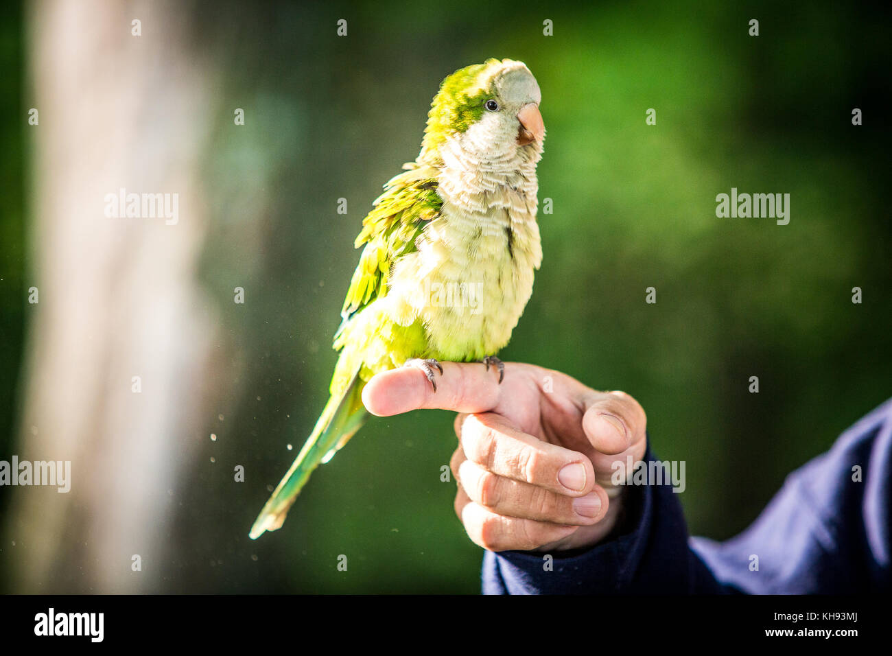 Pet parrots hand hi-res stock photography and images - Alamy