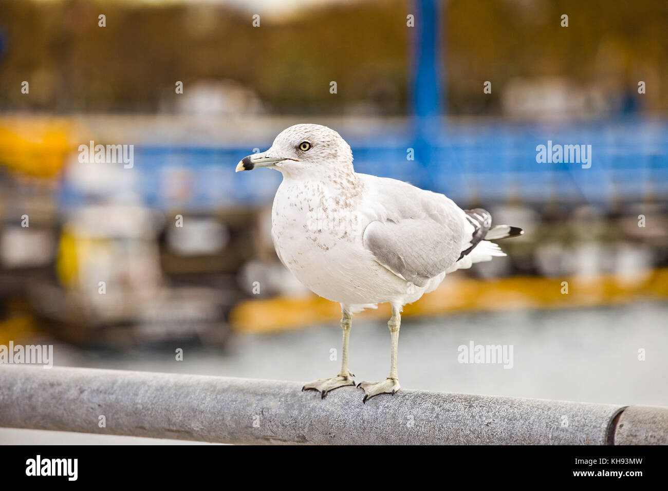 Serious seagull hi-res stock photography and images - Alamy