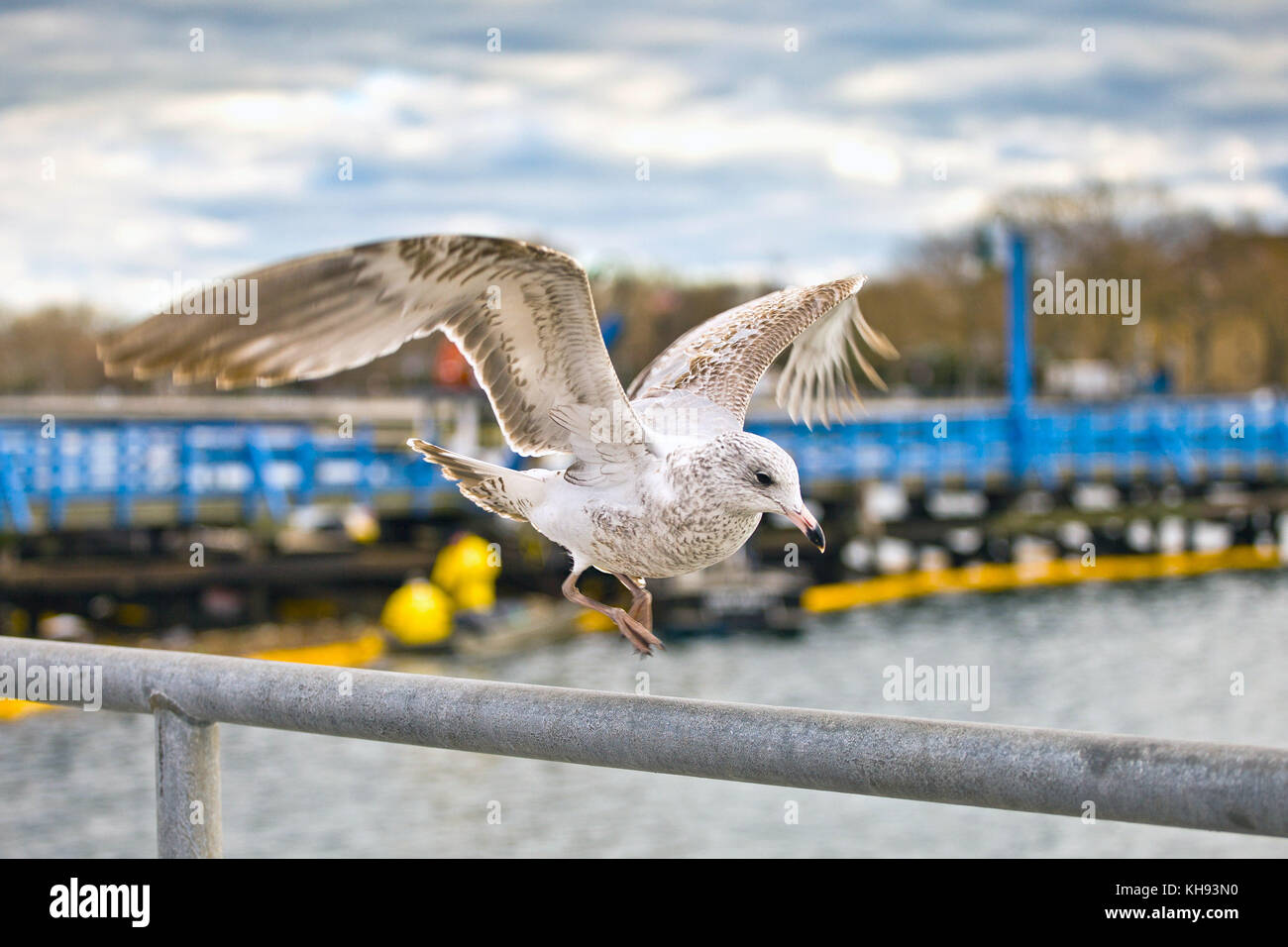 Single seagul close up at day time Stock Photo - Alamy