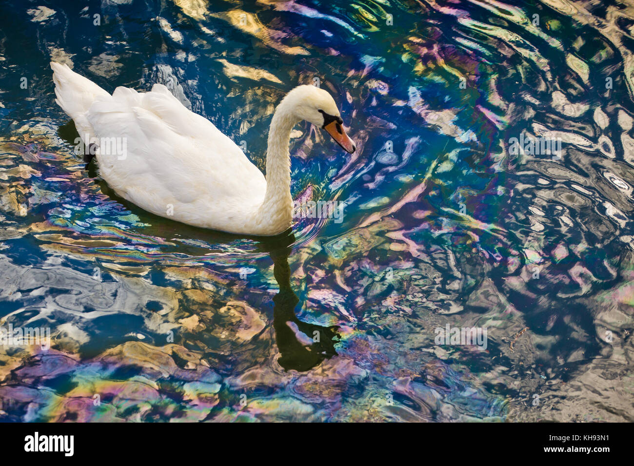 Dirty swans in the wild Stock Photo - Alamy